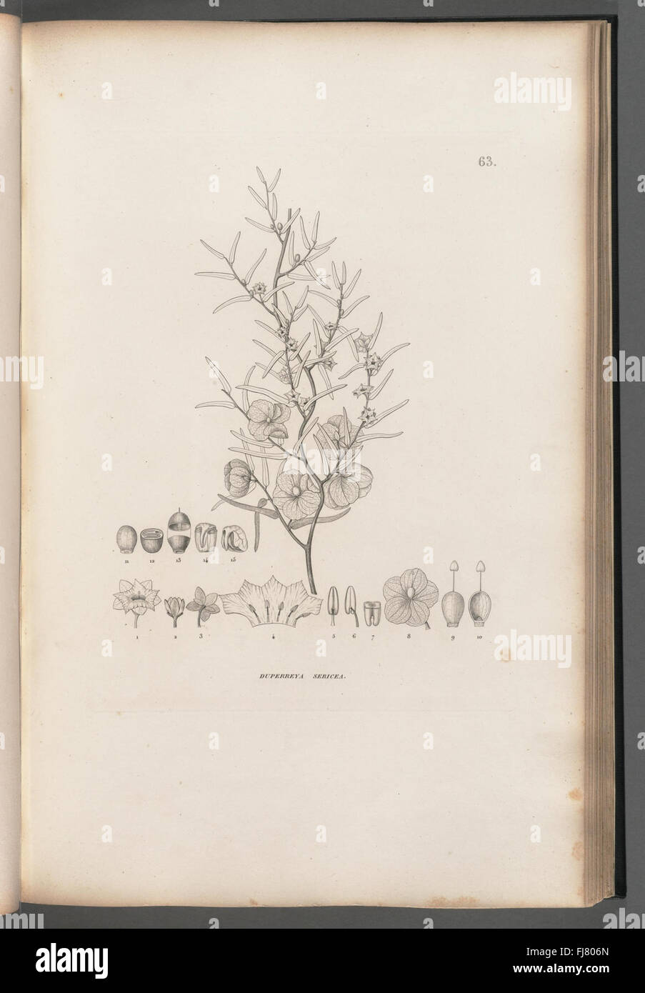 This work documents early global exploration and botanical discoveries ...