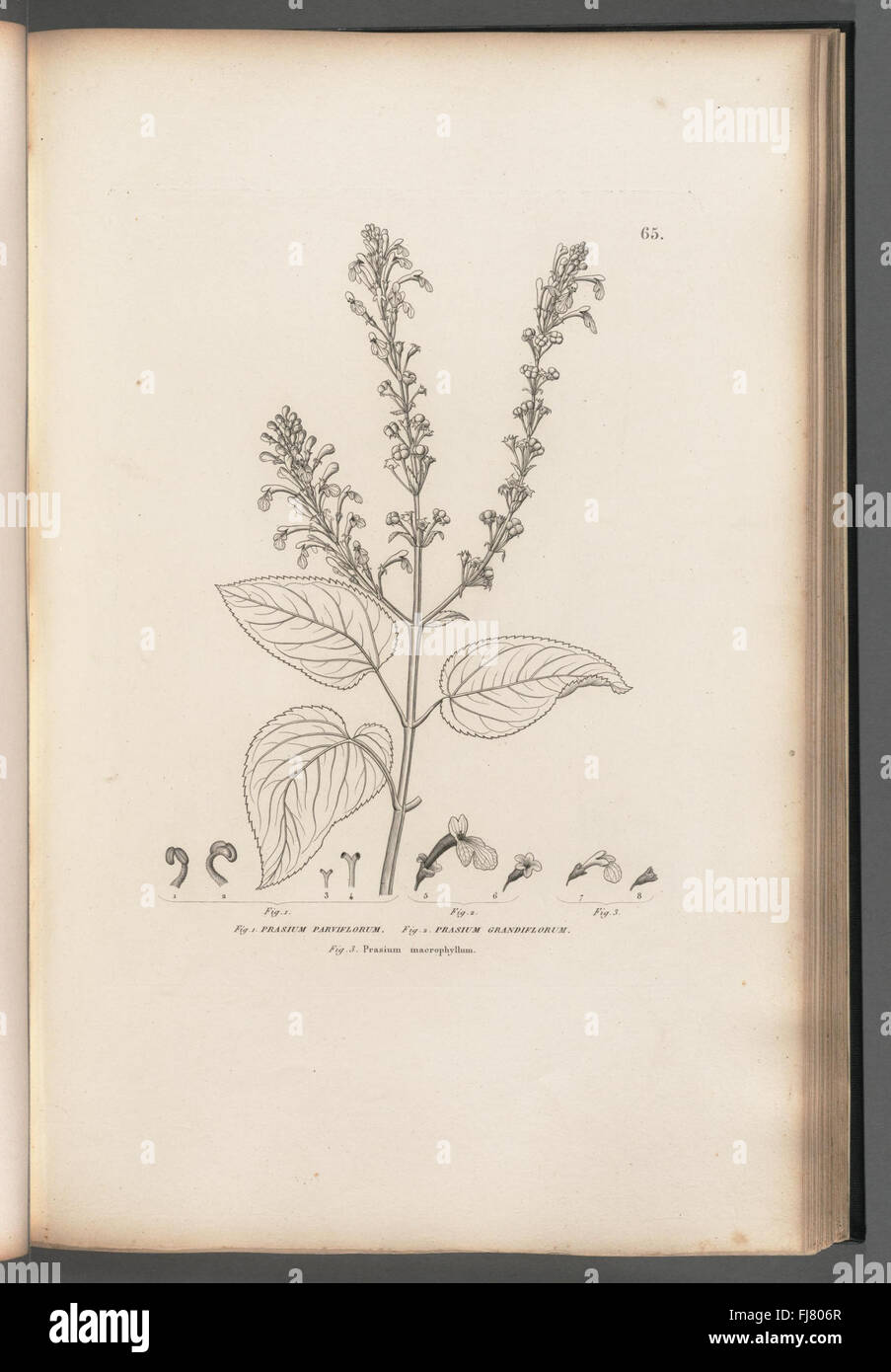 This record of a global voyage includes botanical discoveries and plant ...