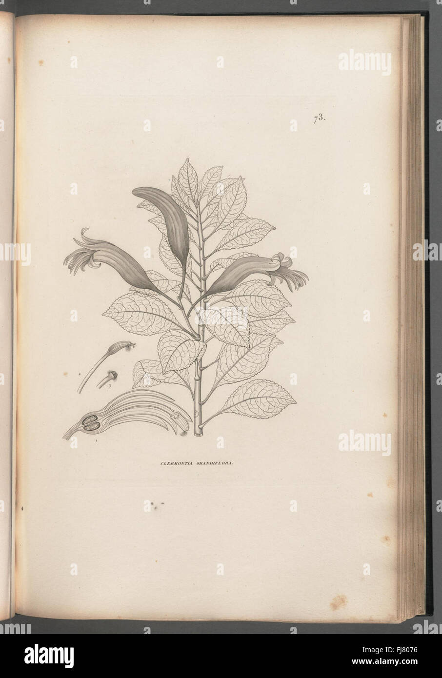 A depiction of global botanical exploration, featuring plant species ...