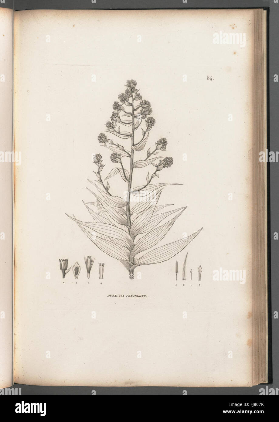 Global flora catalog hi-res stock photography and images - Alamy