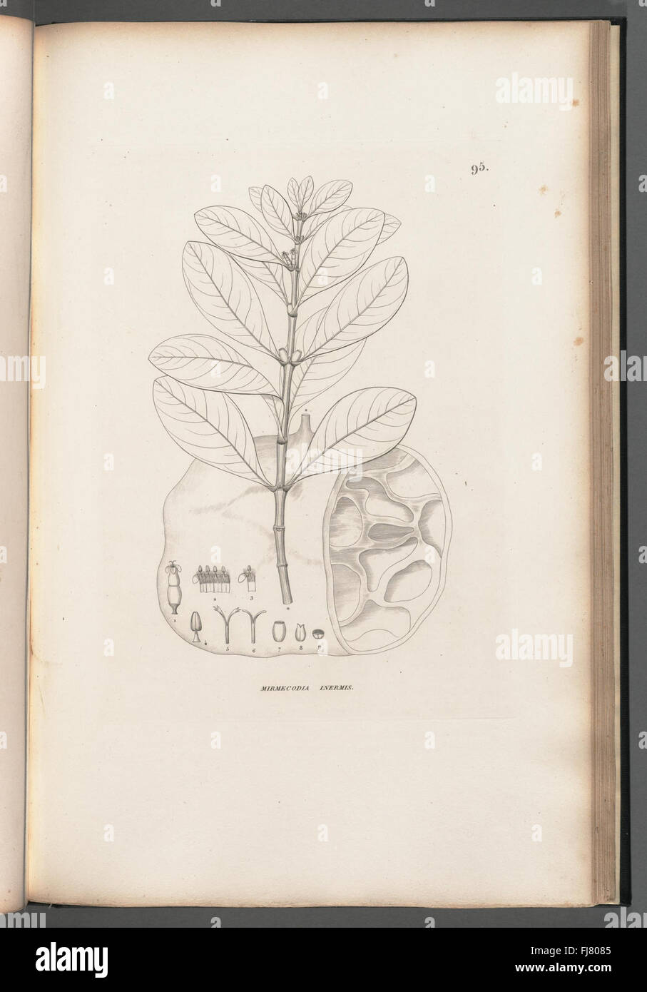 Voyage autour du monde (Pl. 95), Missouri Botanical Garden, Peter H ...