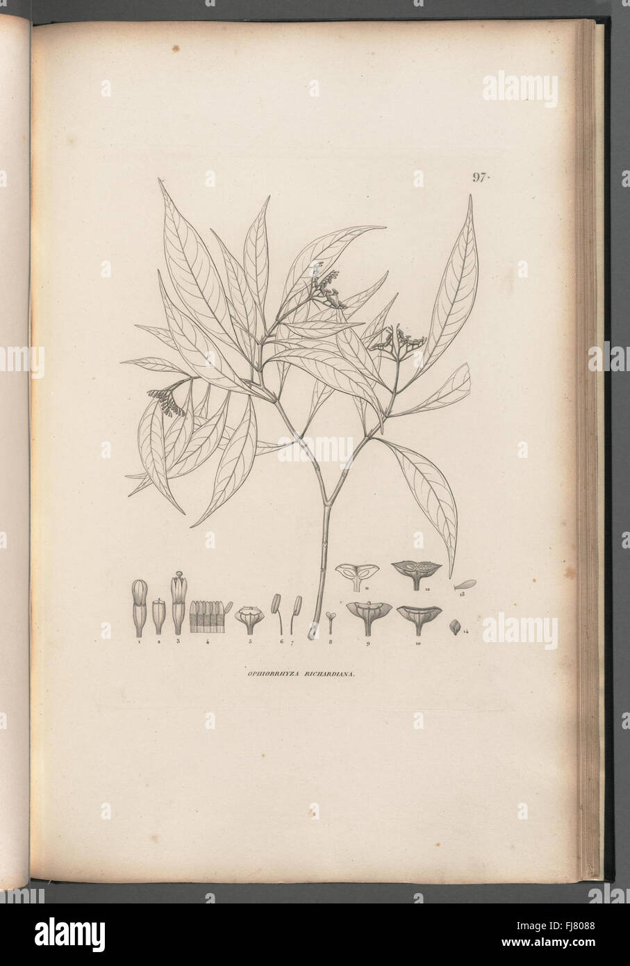 Voyage autour du monde (Pl. 97), Missouri Botanical Garden, Peter H ...