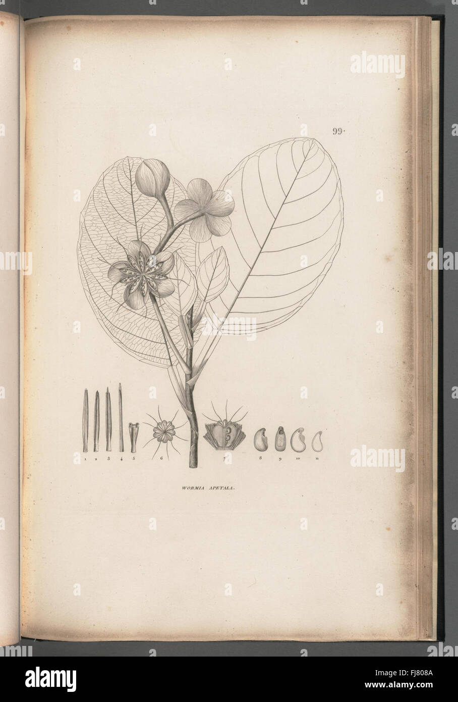 Voyage autour du monde (Pl. 99), Missouri Botanical Garden, Peter H ...