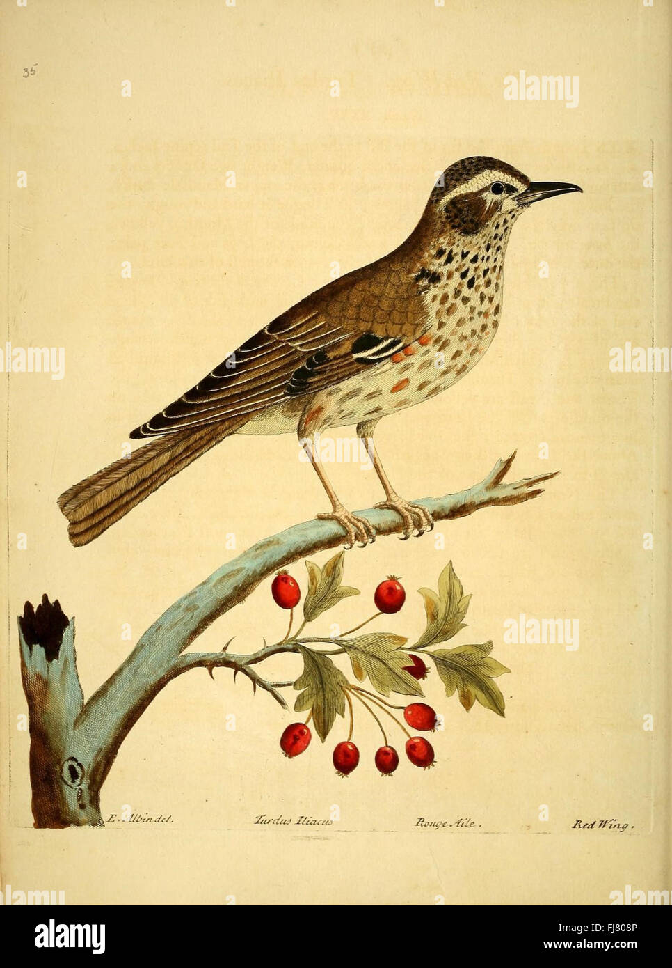 A Natural History of Birds (Numb. XXXV), featuring early works on bird ...