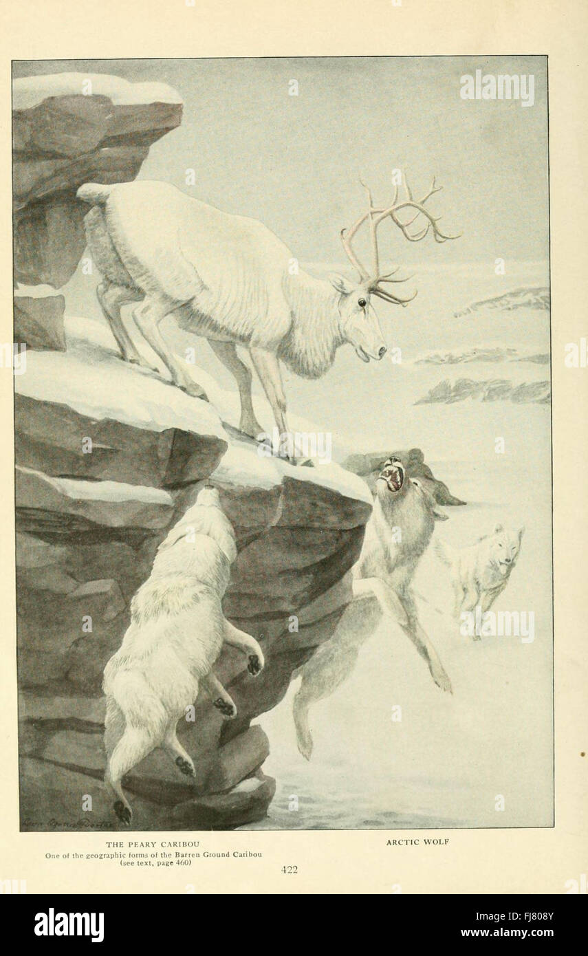 A detailed exploration of the wild mammals of North America, focusing ...