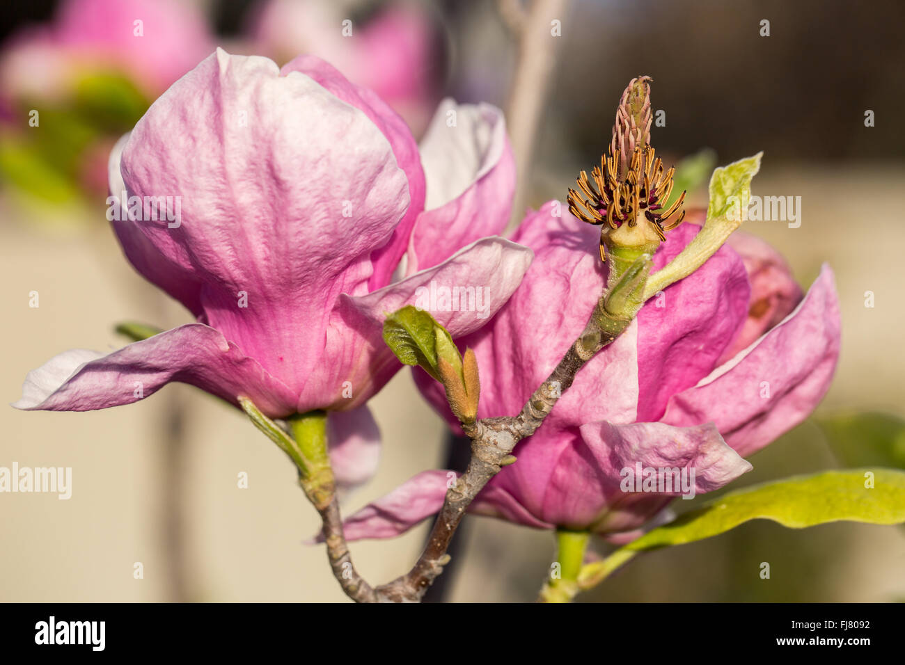 Magnolia tree blossom Stock Photo - Alamy