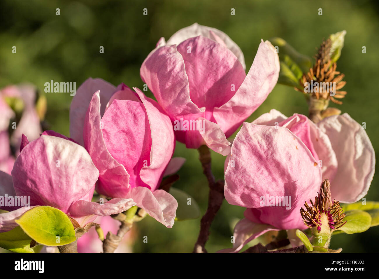 Magnolia tree blossom Stock Photo - Alamy