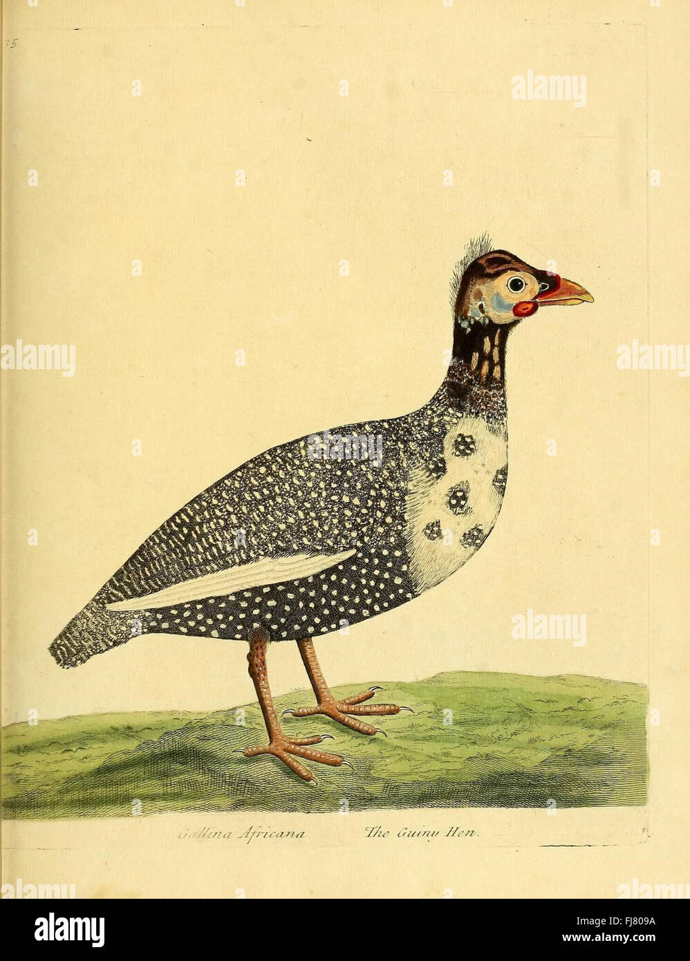 A natural history of birds (Numb. XXXV): An illustrated study on bird ...