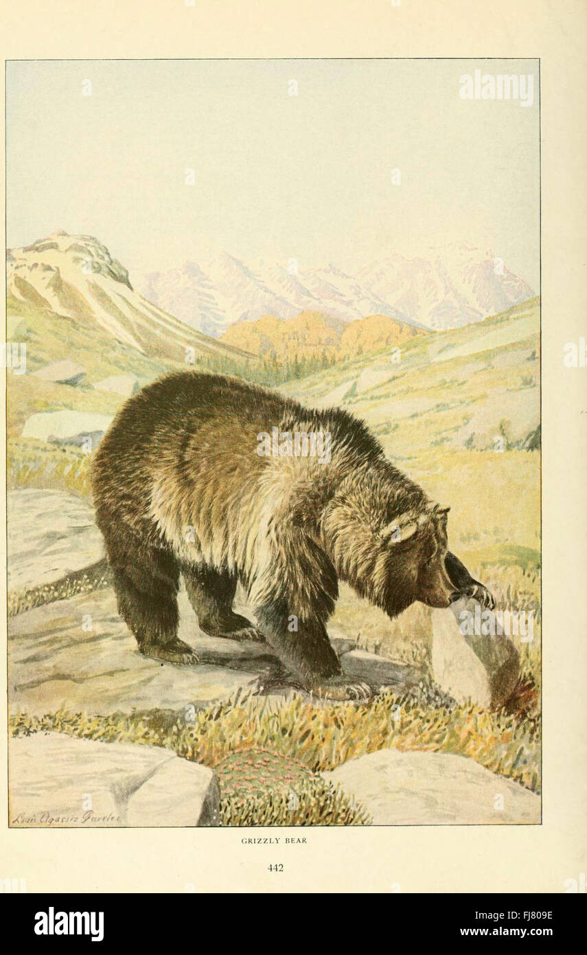 A comprehensive study of North America's wild mammals, both large and ...