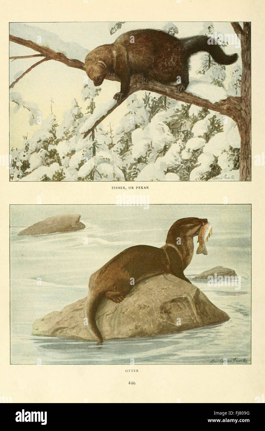 Wild animals of North America, intimate studies of big and little ...