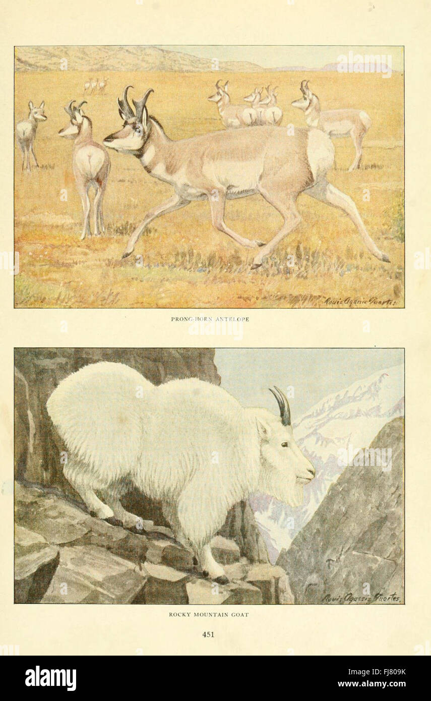 Wild animals of North America - An in-depth study of North American ...