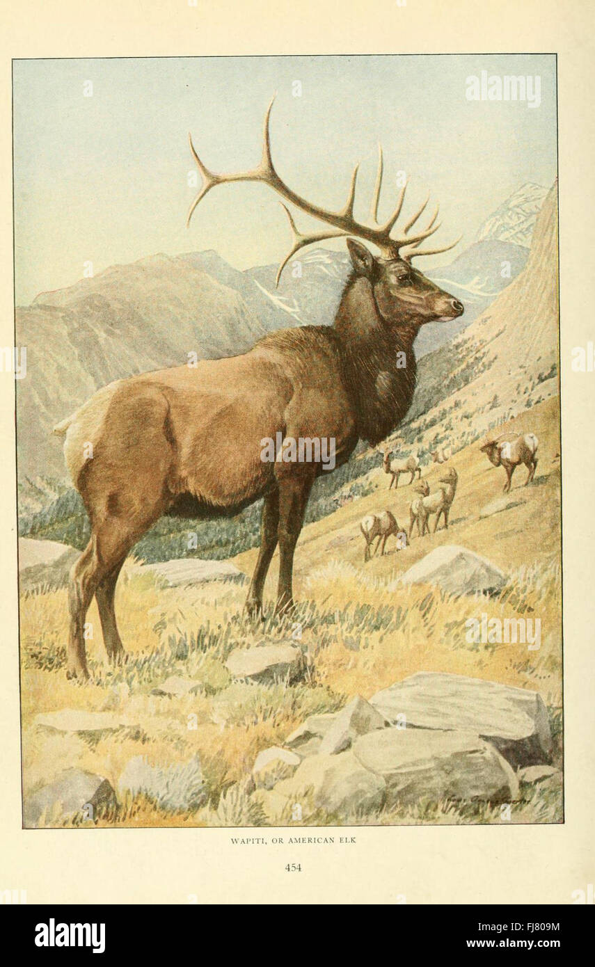 Wild animals of North America, intimate studies of big and little ...