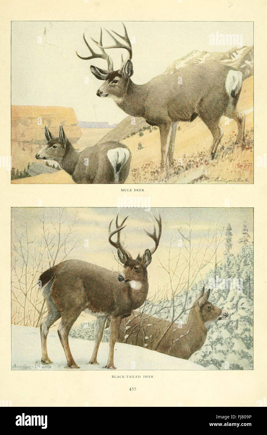Wild Animals of North America, Intimate Studies of Big and Little ...