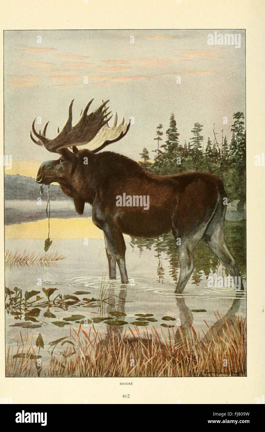 Wild animals of North America, intimate studies of big and little ...