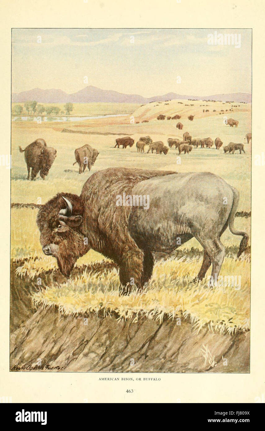 Wild Animals of North America, Intimate Studies of Big and Little ...