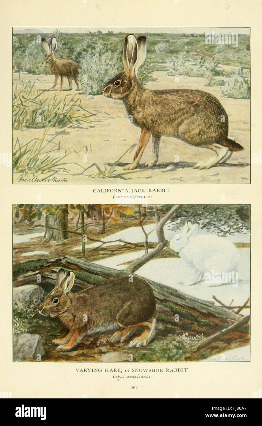An in-depth study of the wild mammals of North America, showcasing ...