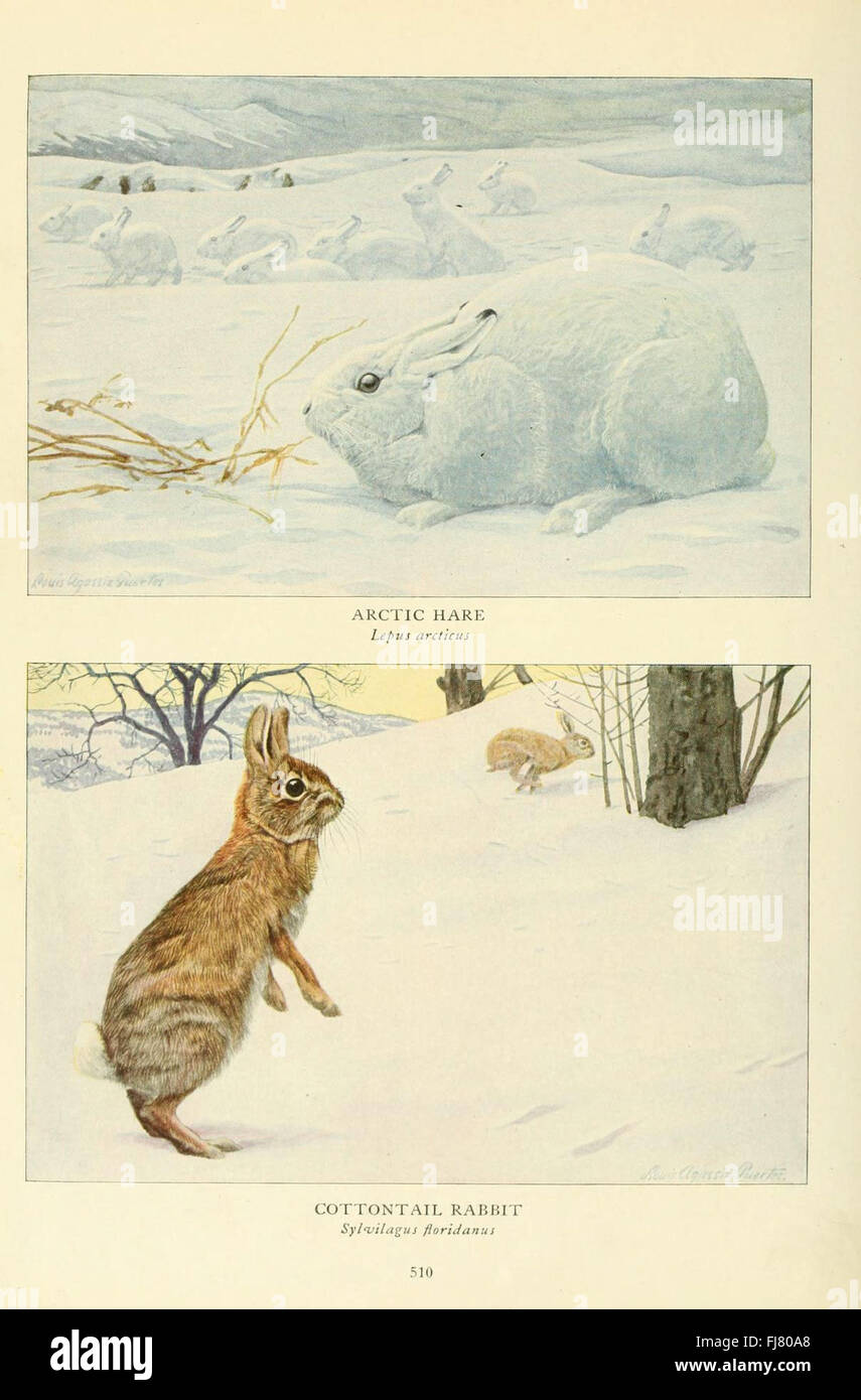 'Wild Animals of North America' offers an in-depth study of the diverse ...