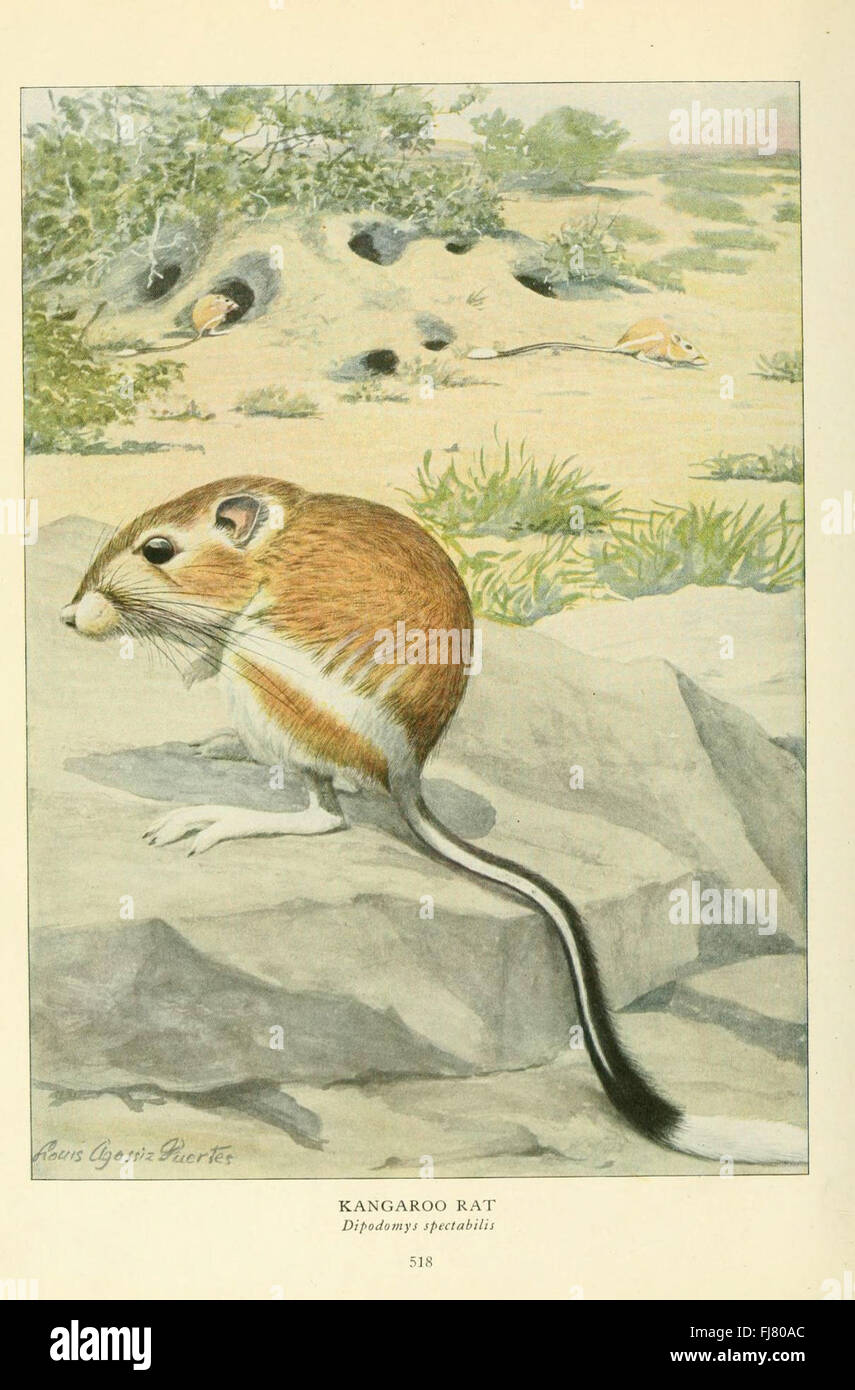 Wild animals of North America, intimate studies of big and little ...