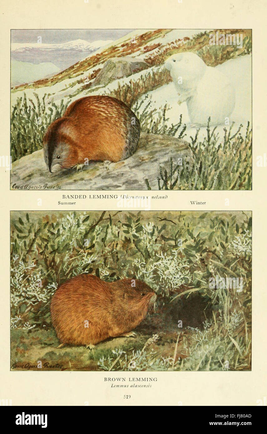 A detailed exploration of North American mammals, featuring both large ...