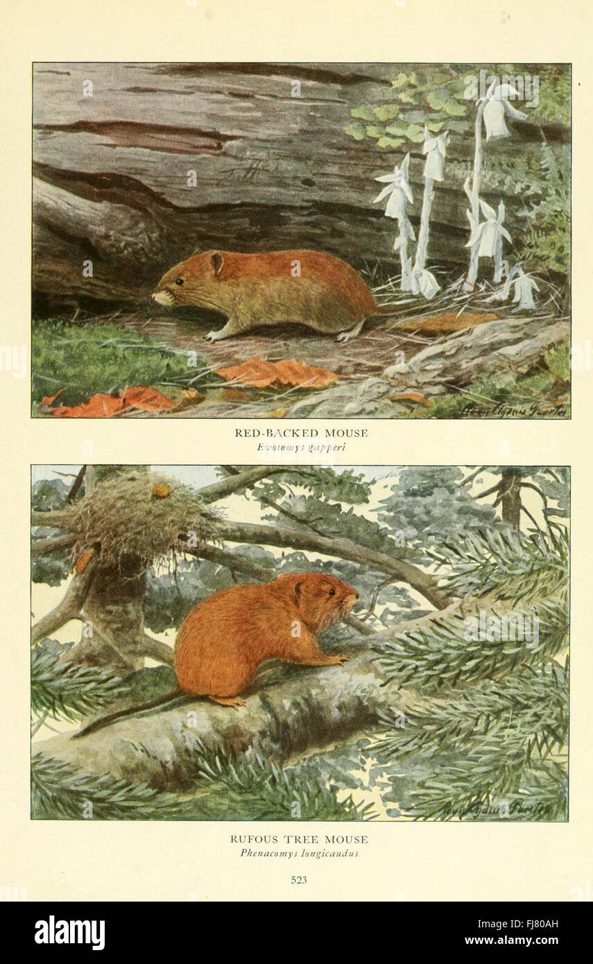 Wild Animals of North America, Intimate Studies of Big and Little ...