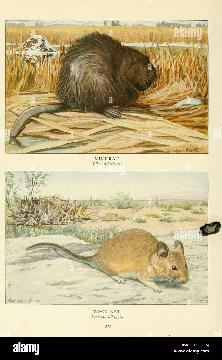 A comprehensive study on the mammals of North America, featuring ...