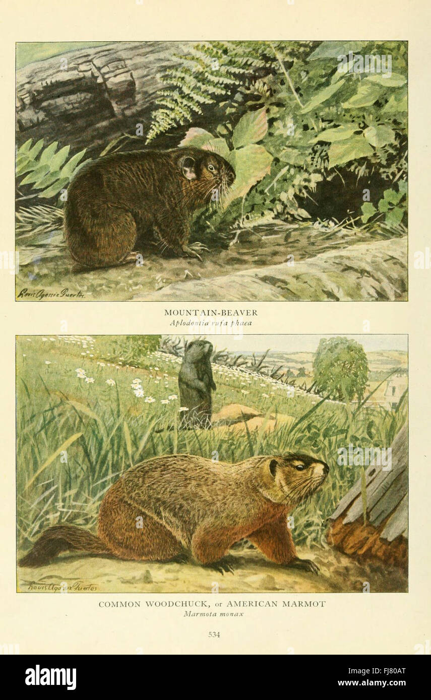 'Wild Animals of North America' offers an in-depth study of the diverse ...