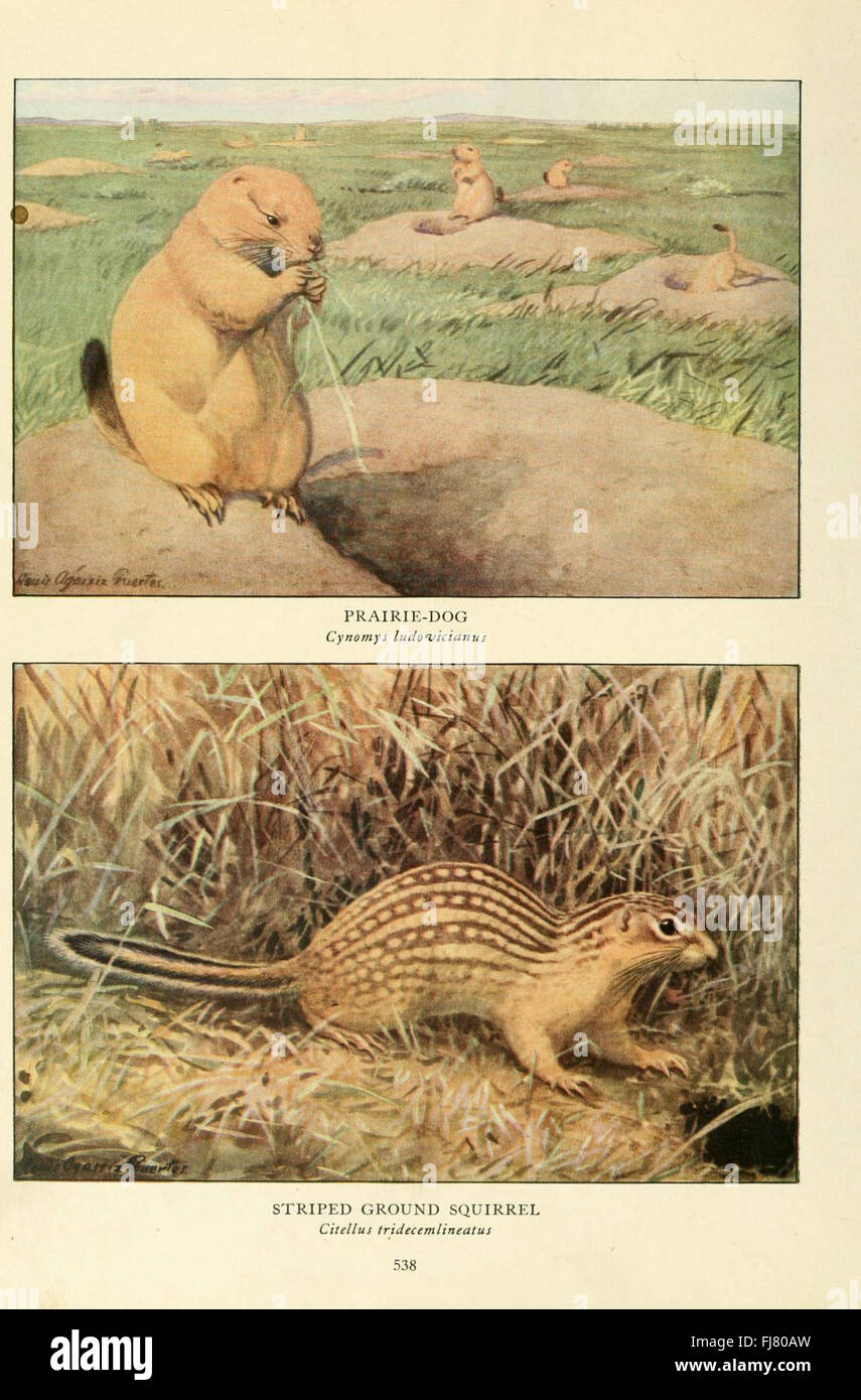 Wild Animals of North America, featuring detailed studies of mammals ...