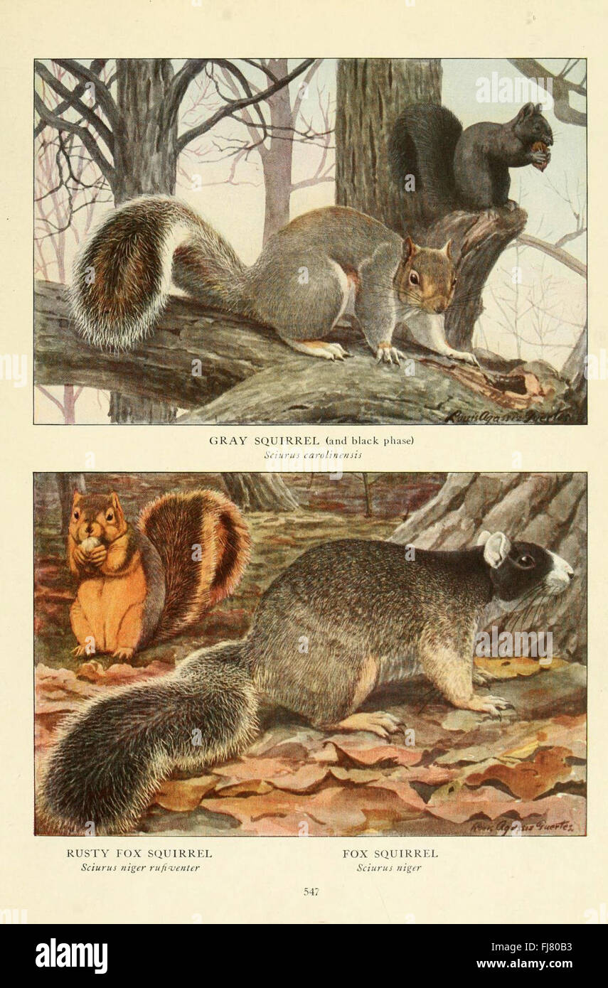 Wild animals of North America, intimate studies of mammals, American ...