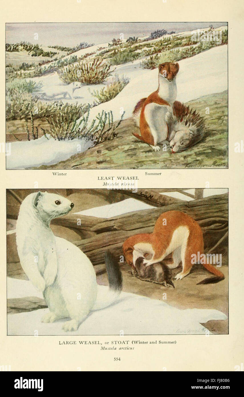 A study of North American mammals, both large and small, with detailed ...