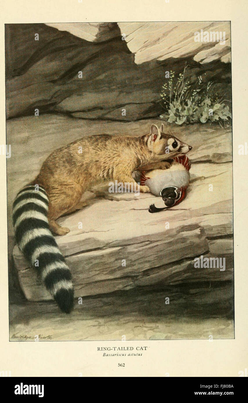 A comprehensive study of North American mammals, from large predators ...