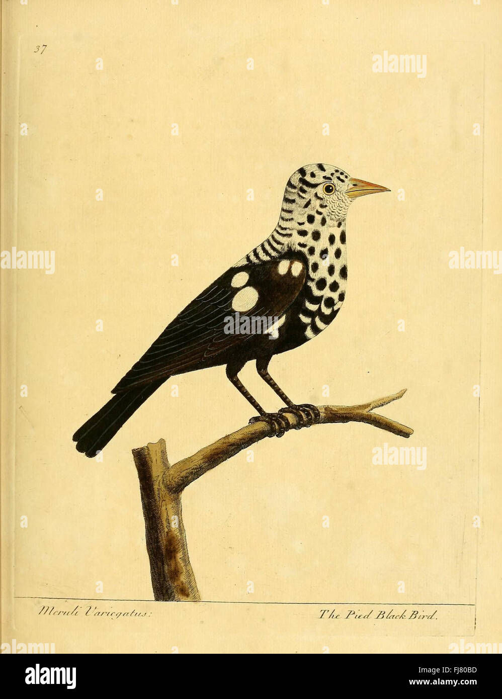 A Natural History of Birds (Numb. XXXVII Stock Photo - Alamy
