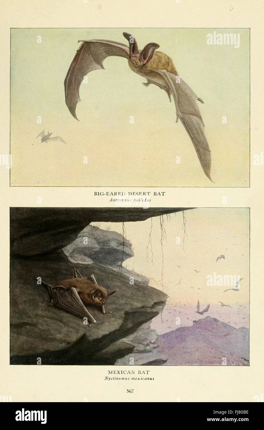 A detailed study of wild mammals in North America, focusing on both ...