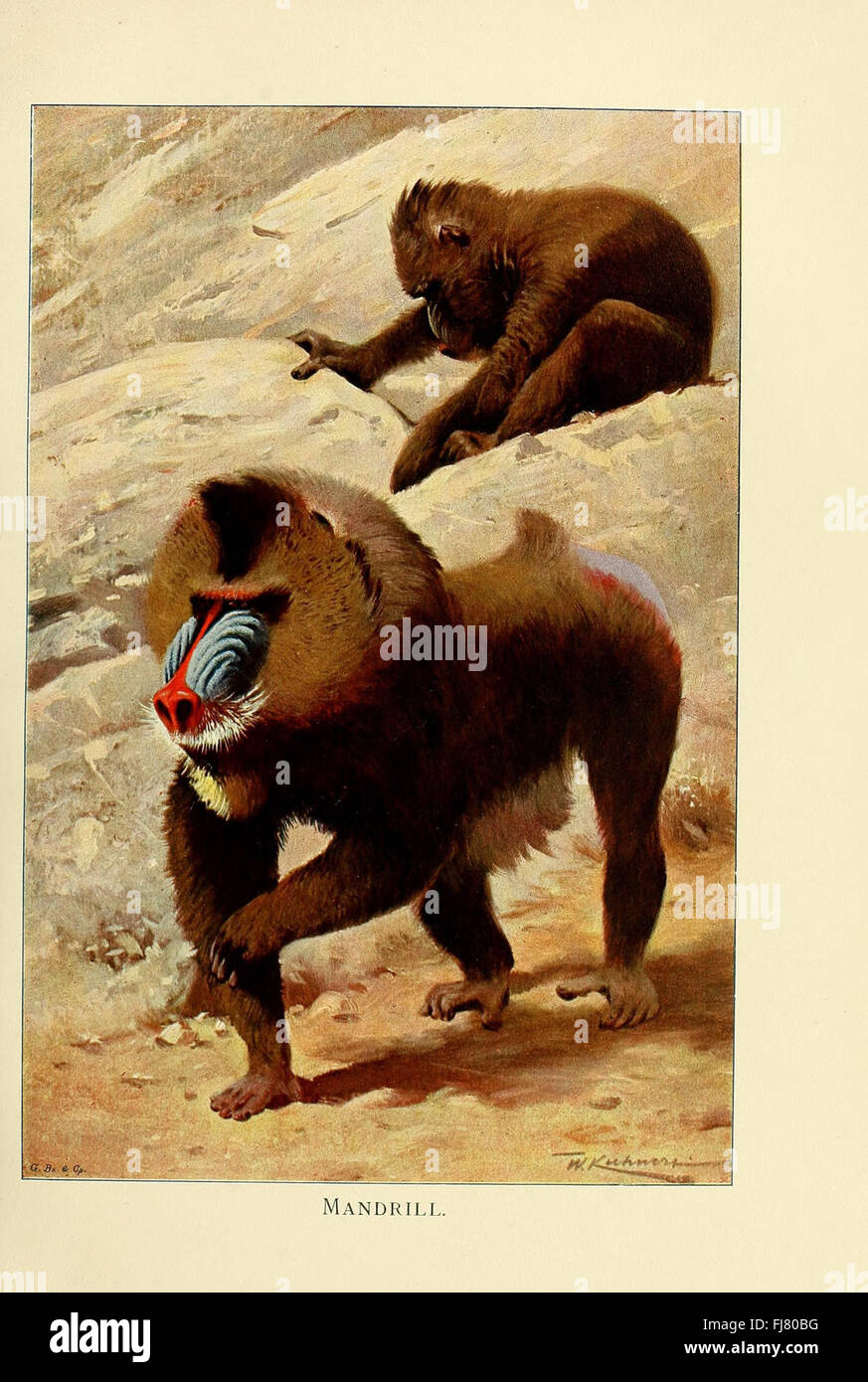 Wild life of the world Stock Photo - Alamy