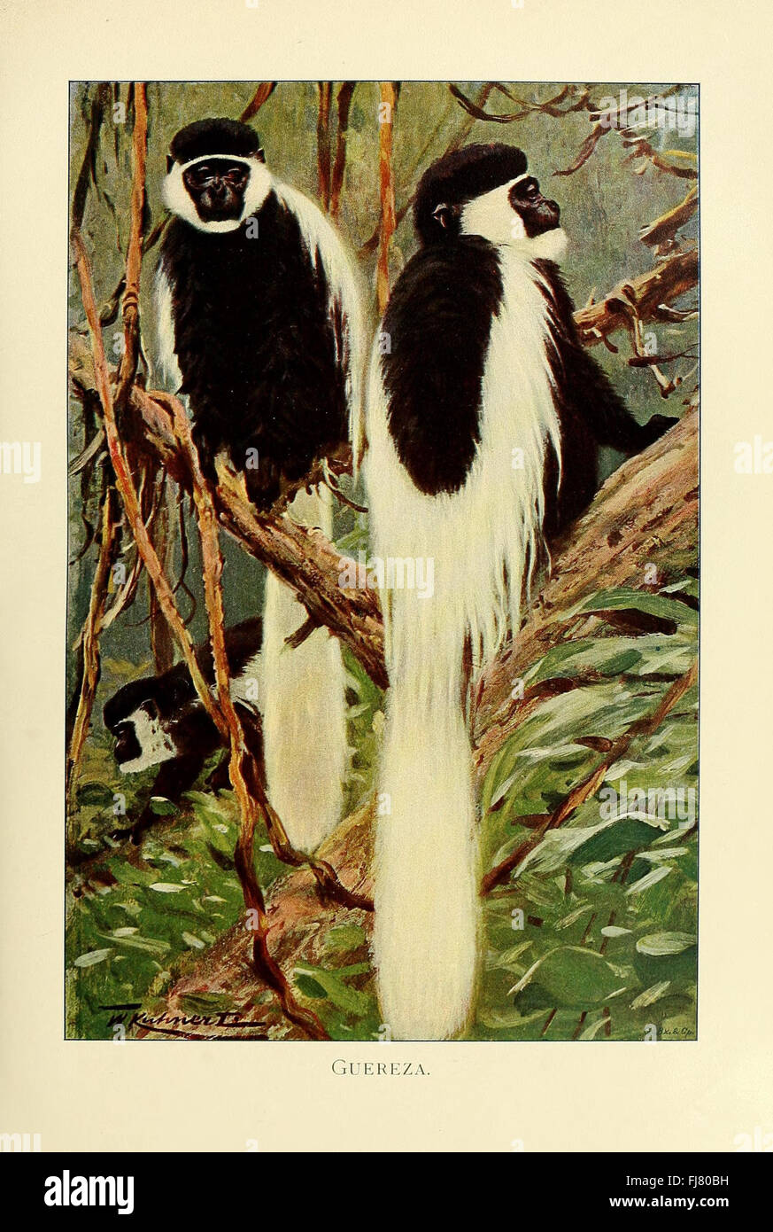 A pictorial work showcasing the diverse wildlife of the world, focusing ...