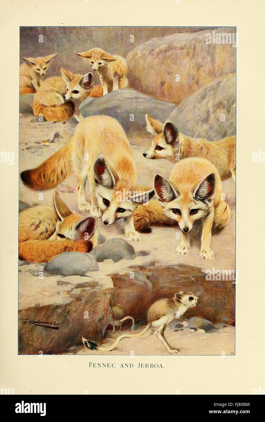 Mammals pictorial works reptiles hi-res stock photography and images ...