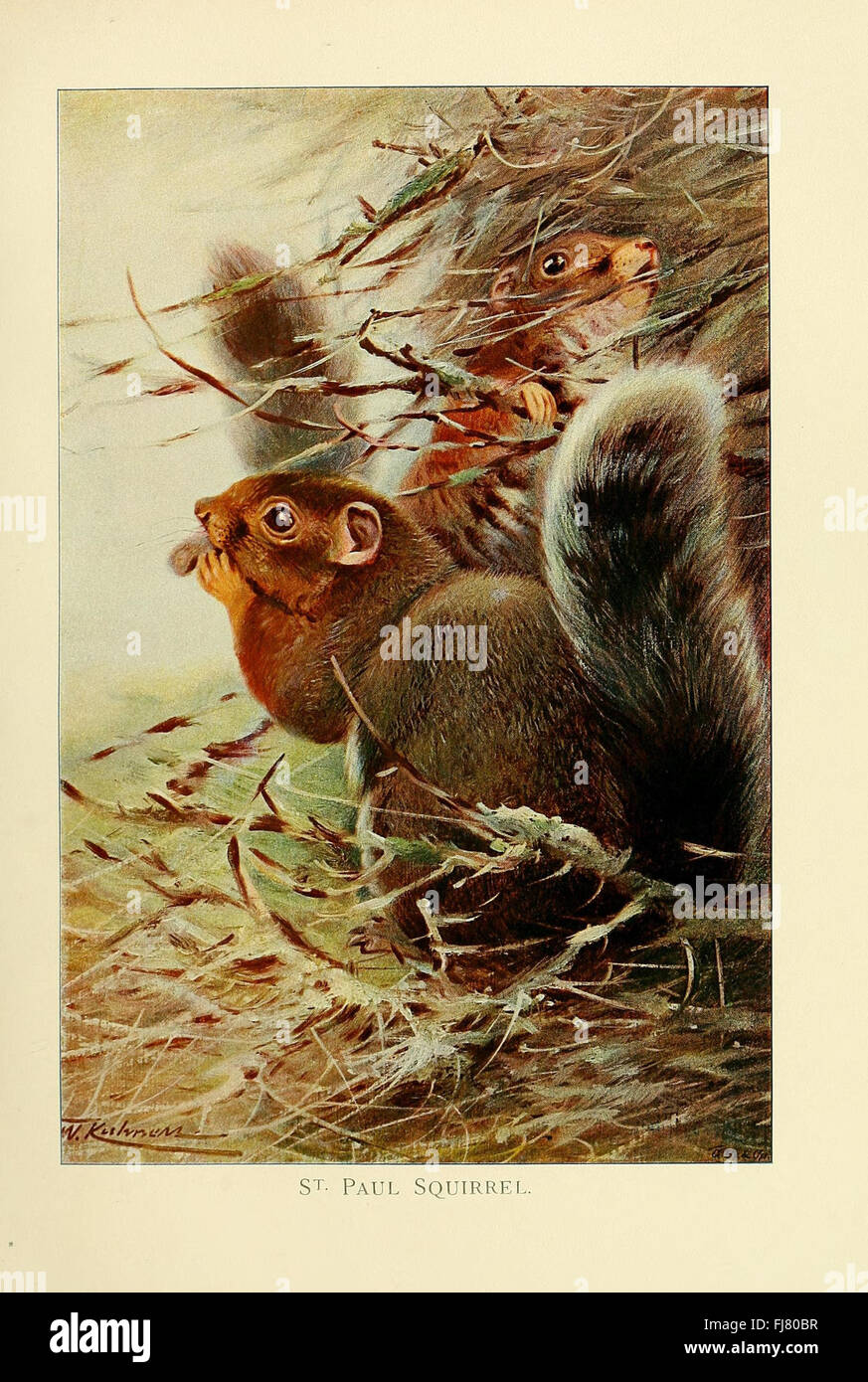 Wild Life of the World, Plate 23, illustrating various animal species ...