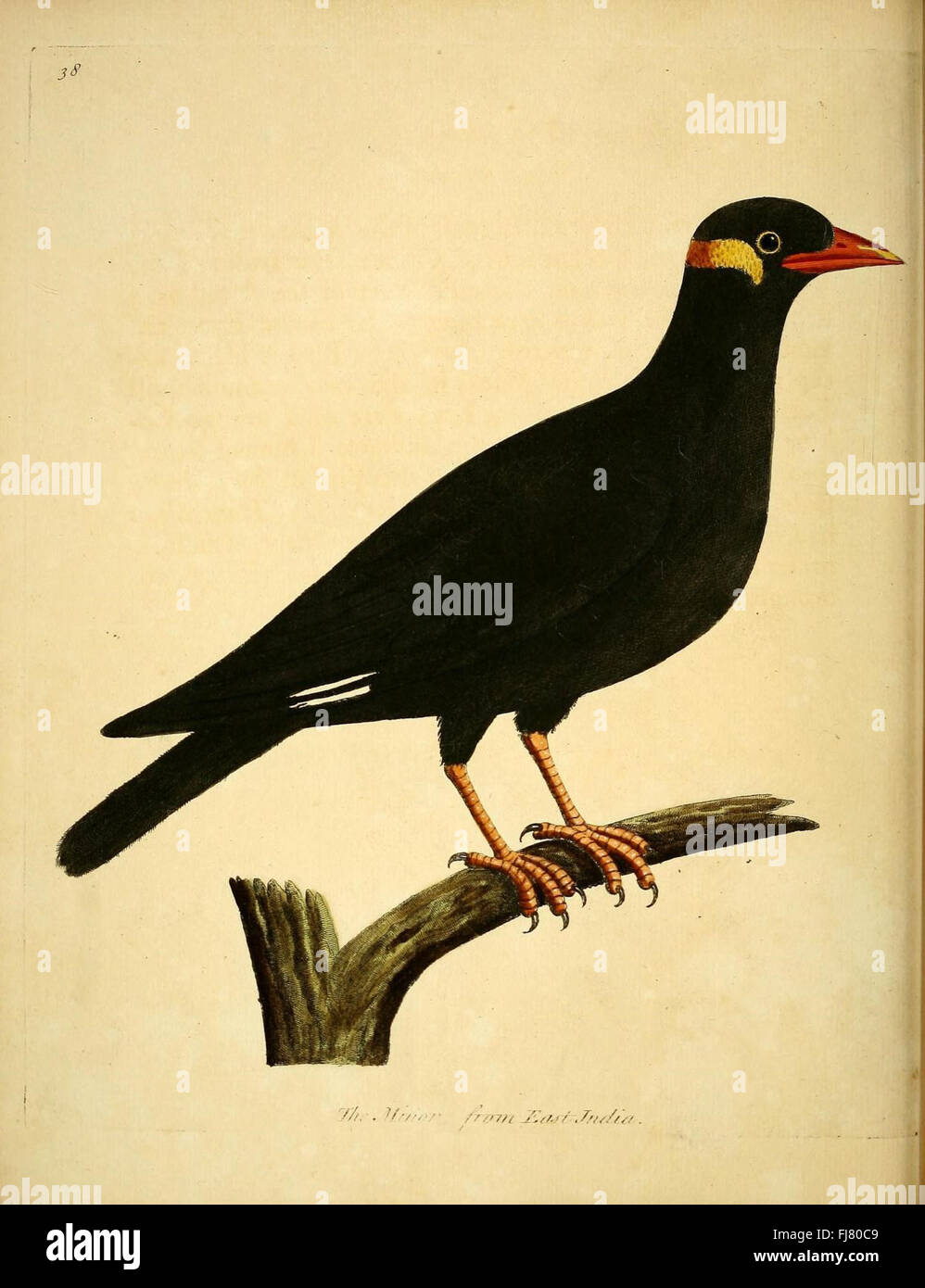 An early ornithological work depicting various bird species, their ...