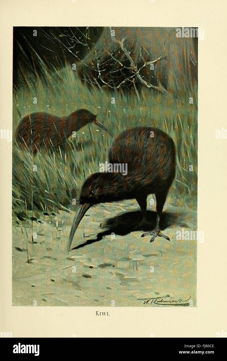 Wildlife of the World (Plate 39) - A pictorial work featuring various ...