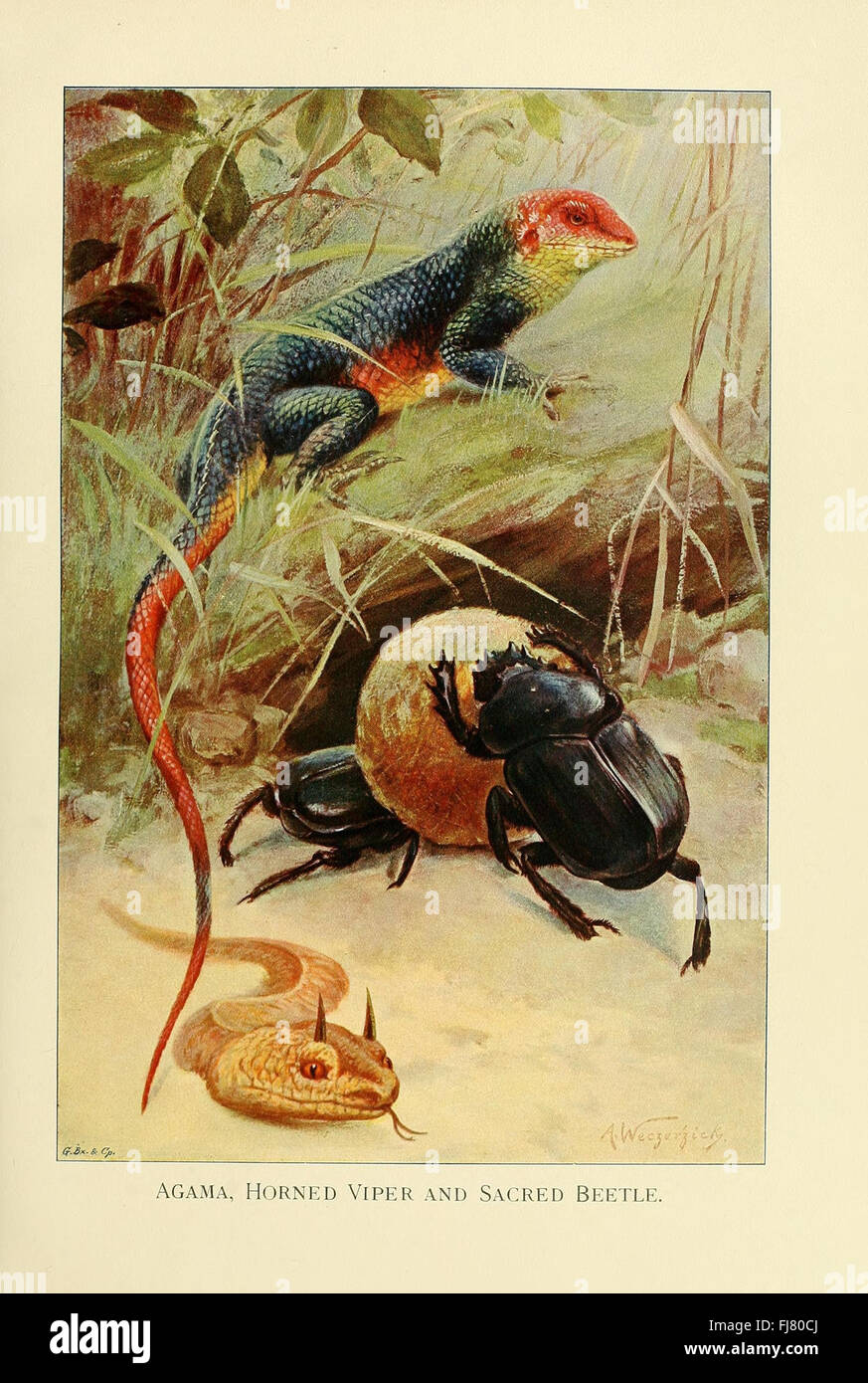 An illustrated depiction of the diverse wildlife around the world ...