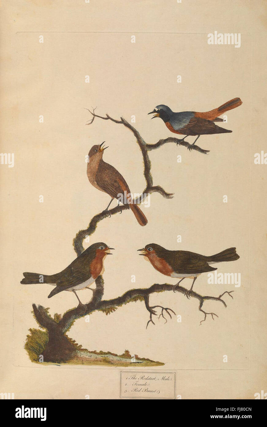 A comprehensive study on the birds of Great Britain, featuring ...