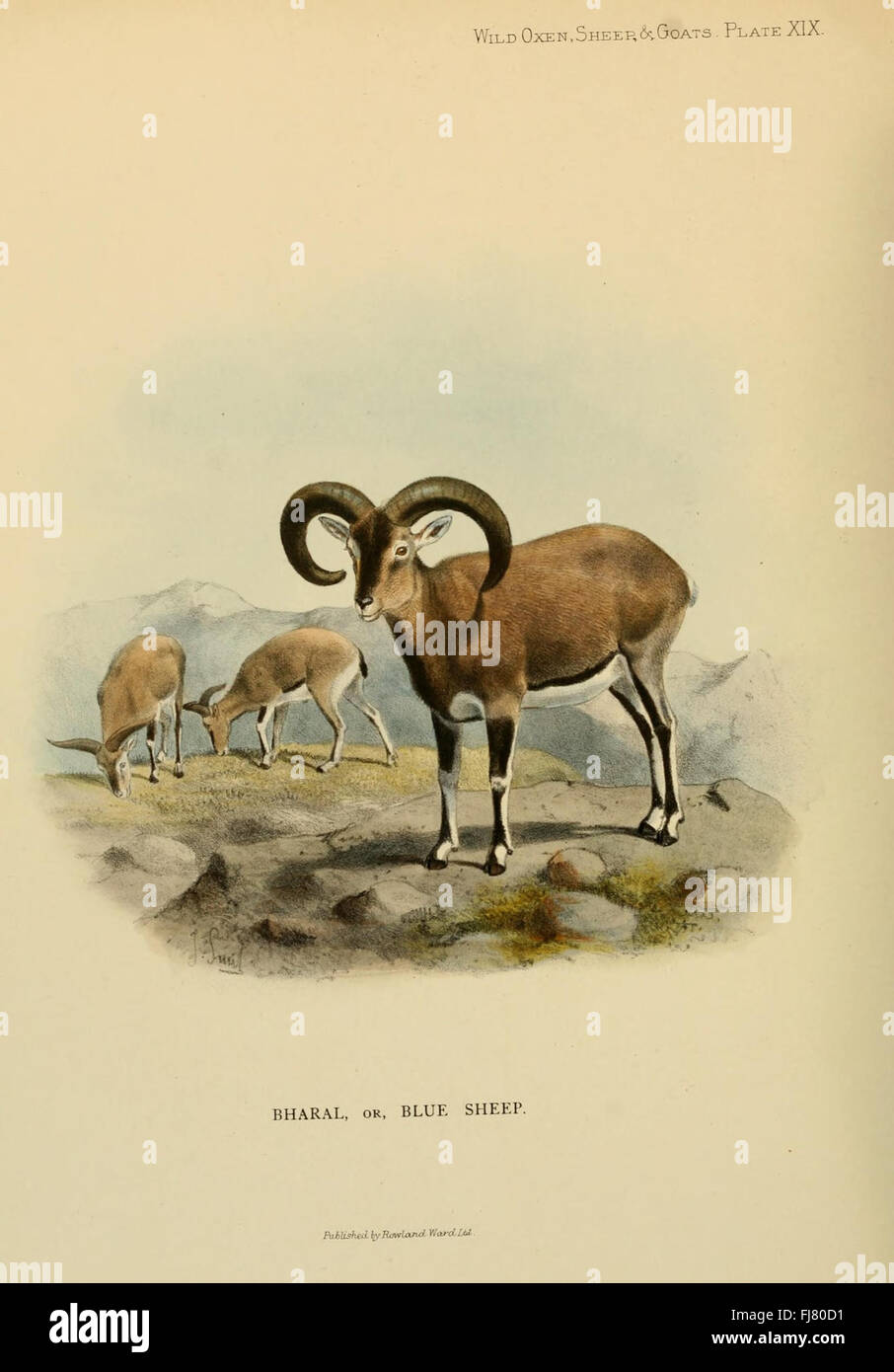 Wild oxen, sheep and goats of all lands, living and extinct (Plate XIX ...