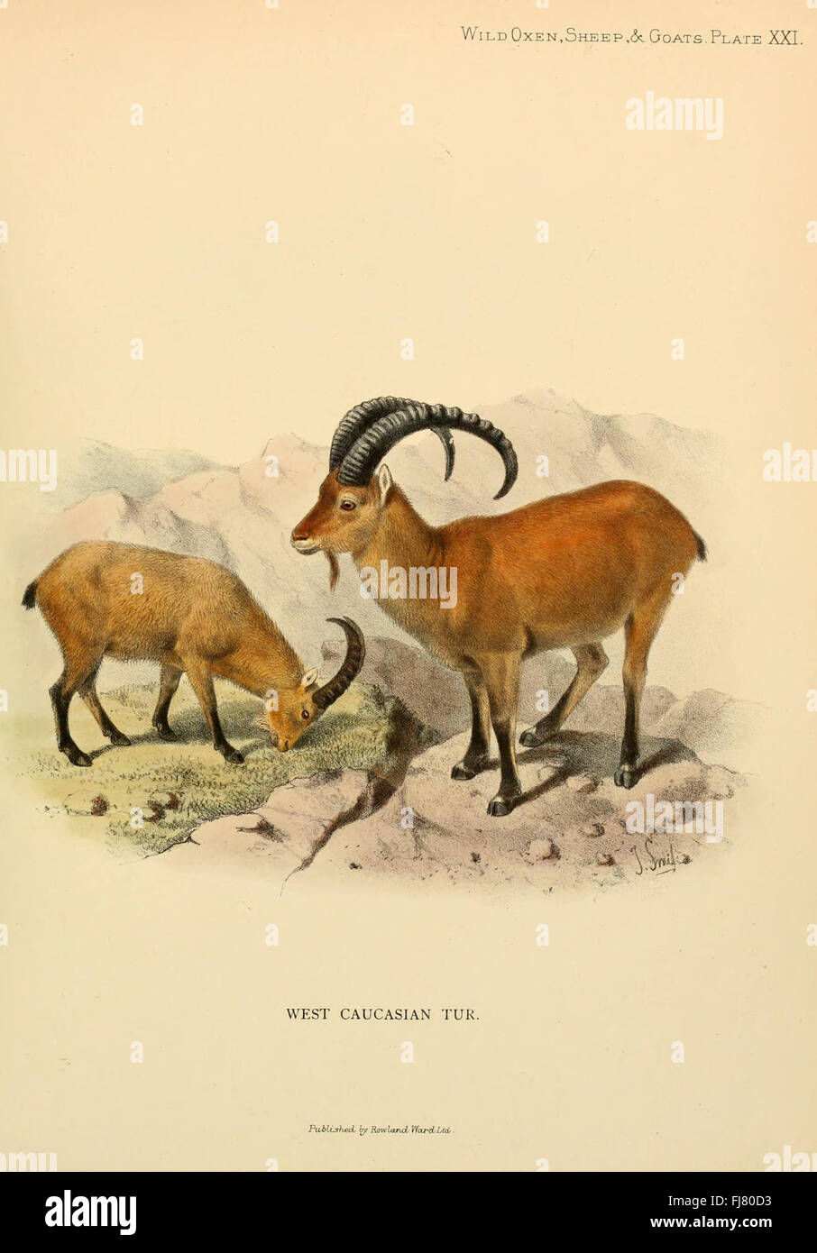 An illustration depicting wild oxen, sheep, and goats, both living and ...