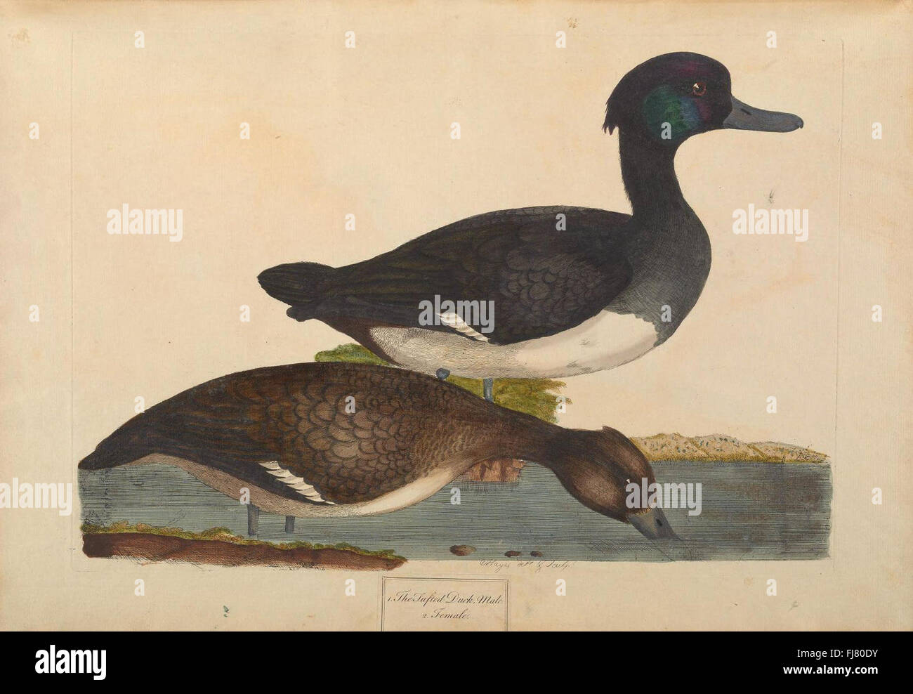 An extensive study of the bird species of Great Britain, covering ...