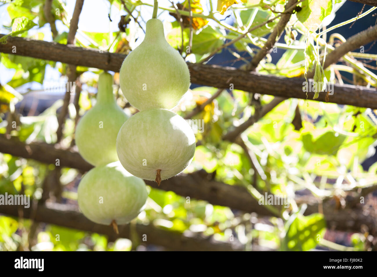 Gourd china plant hi-res stock photography and images - Alamy