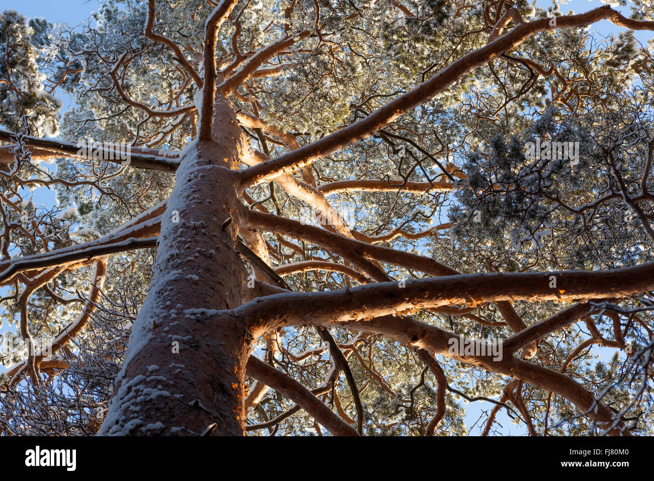 Snow covered tree perspective view looking up Stock Photo - Alamy