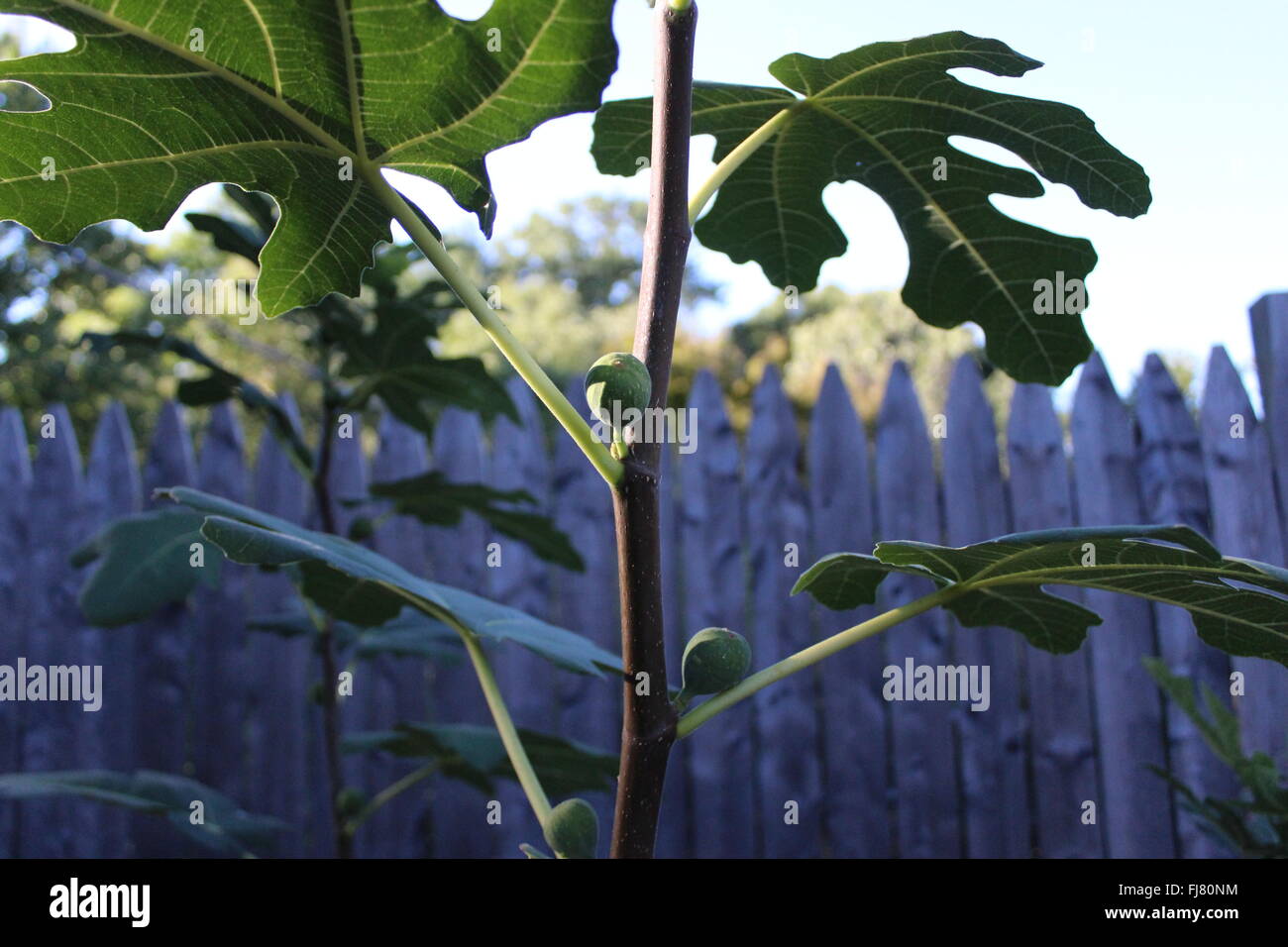 Natural birth hi-res stock photography and images - Alamy