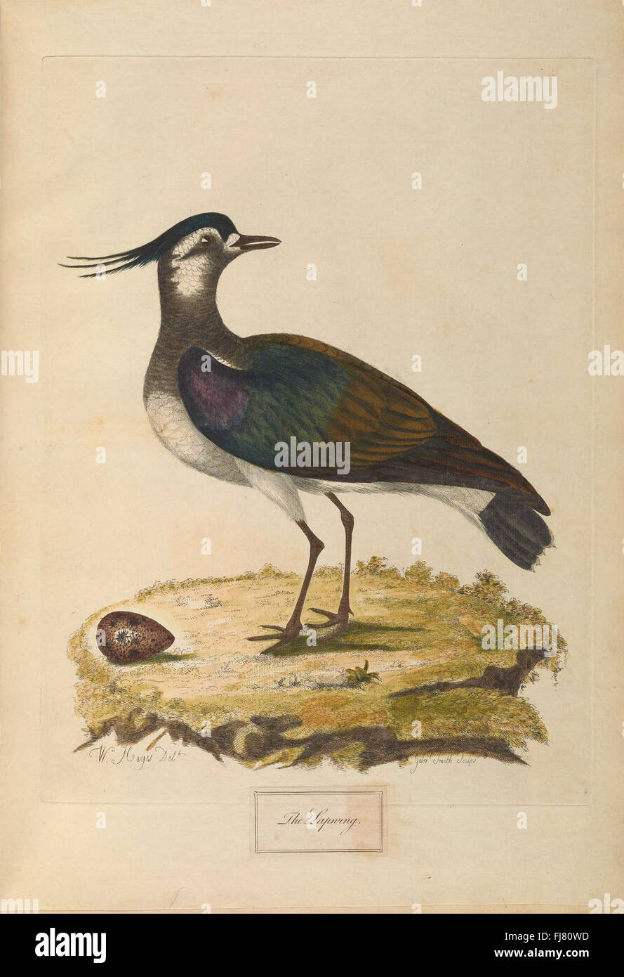 A comprehensive guide to British birds, featuring detailed ...