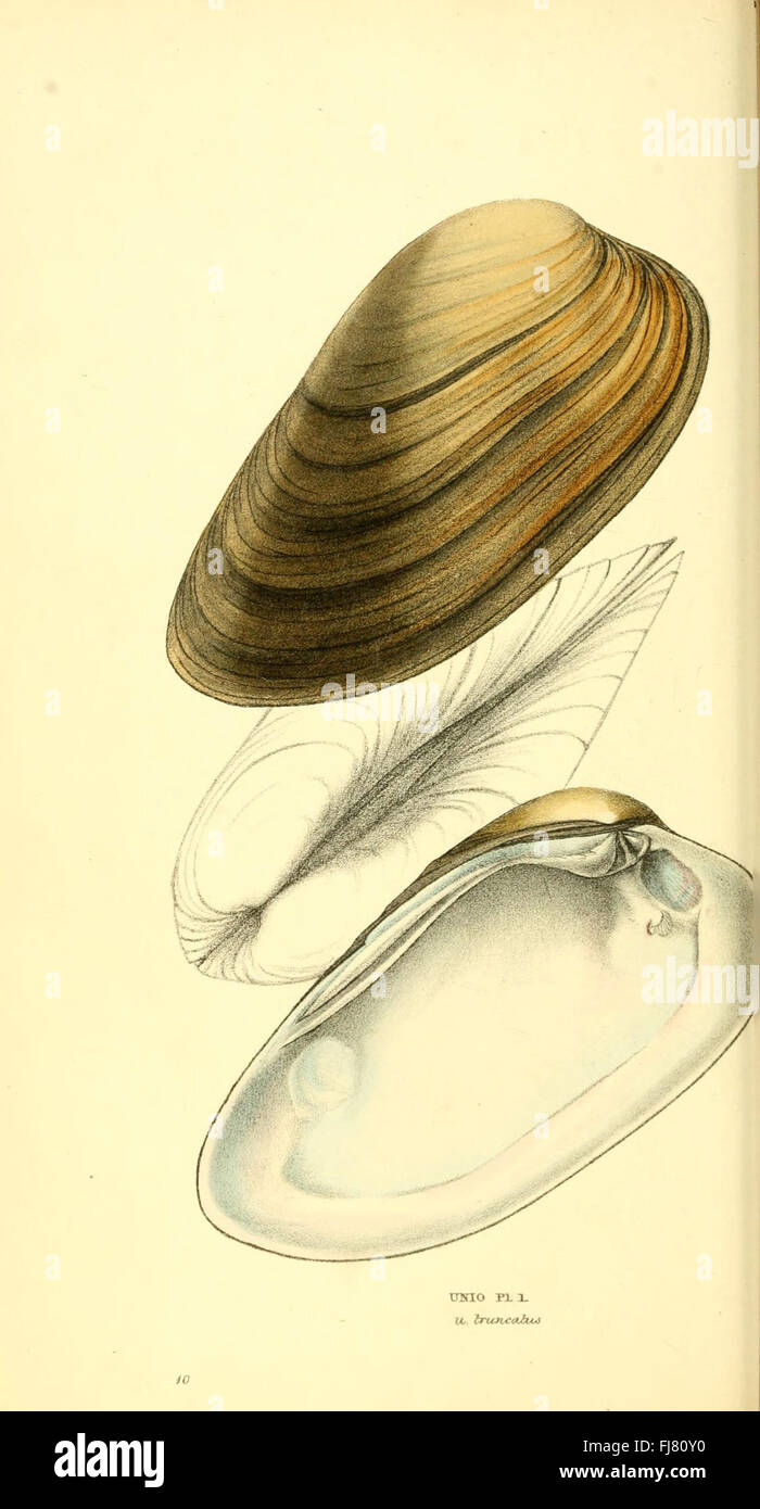 An illustrated work focusing on rare and newly discovered animals ...