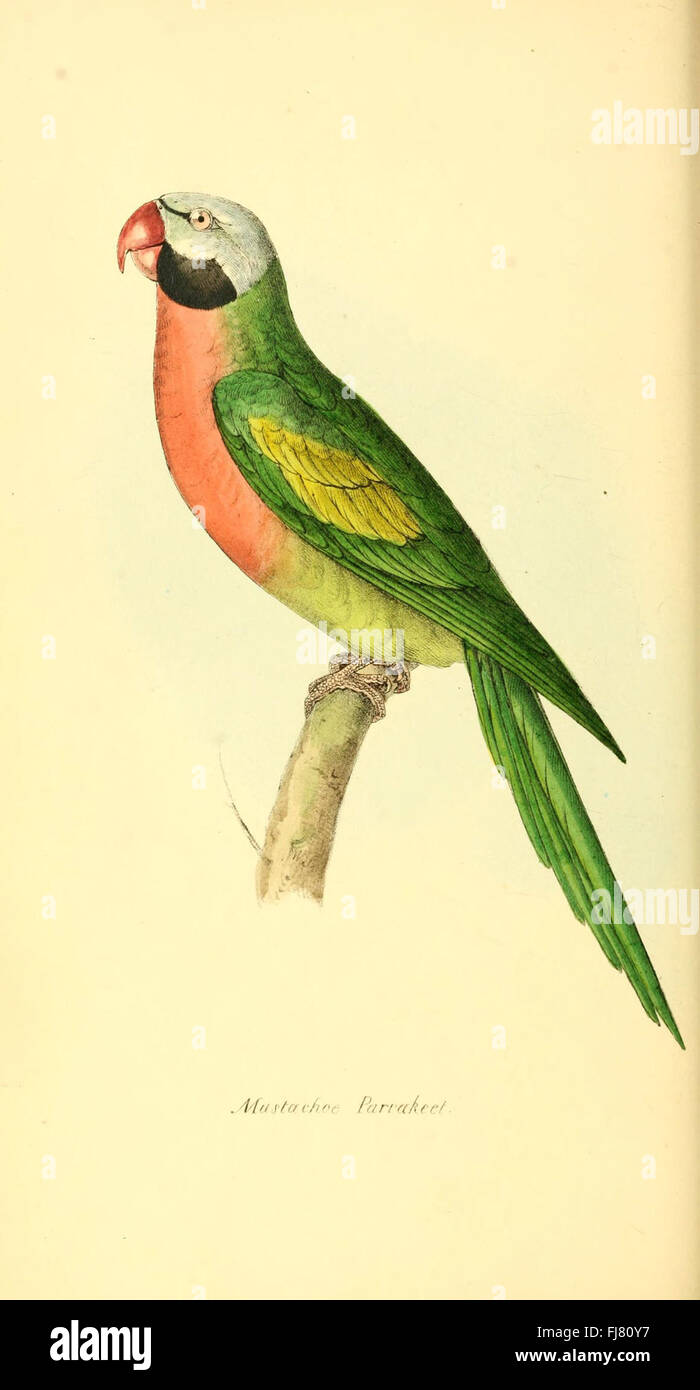A zoological illustration from 'Zoological Illustrations,' featuring ...