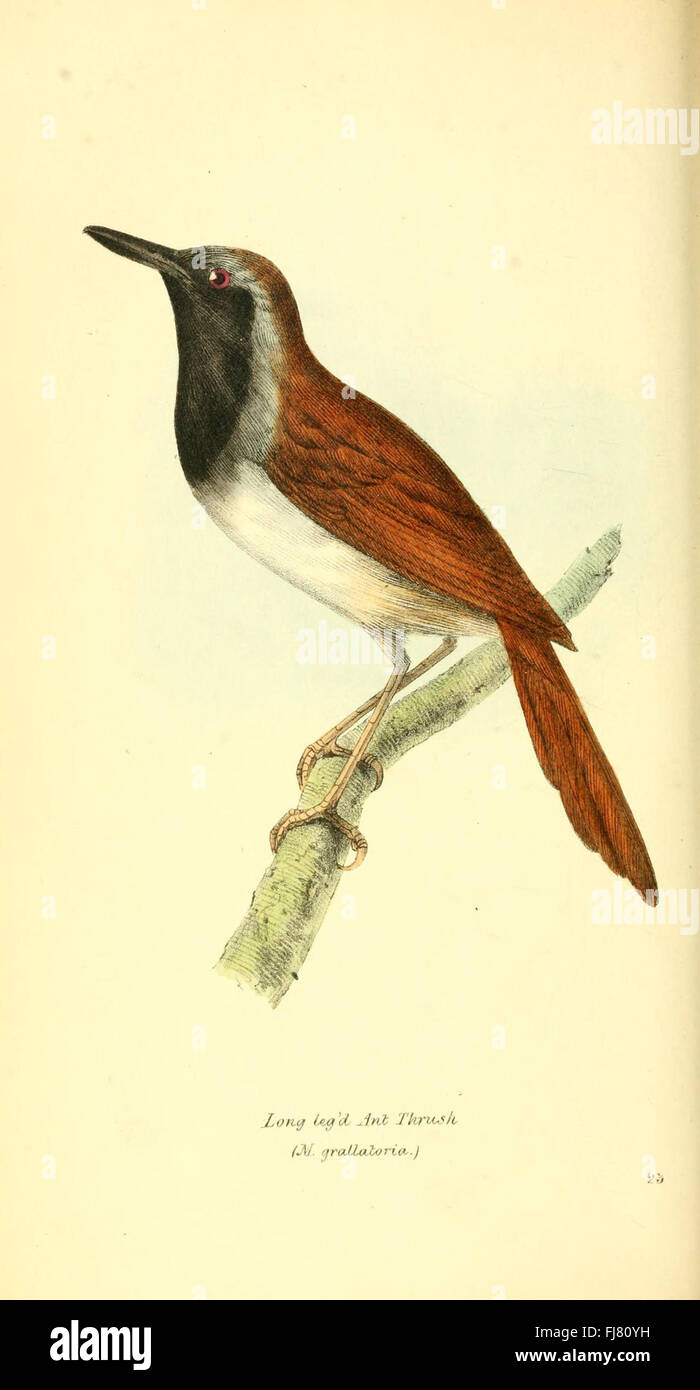 Classifications in ornithology hi-res stock photography and images - Alamy